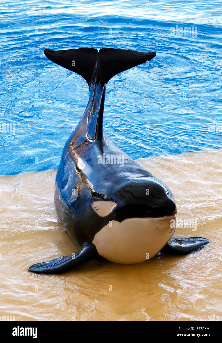 Orca orca ocean loro parque hi-res stock photography and images - Alamy