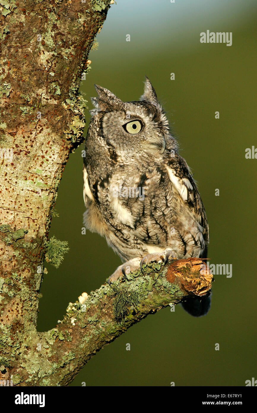 Eastern Screech-Owl - Megascops asio Stock Photo - Alamy