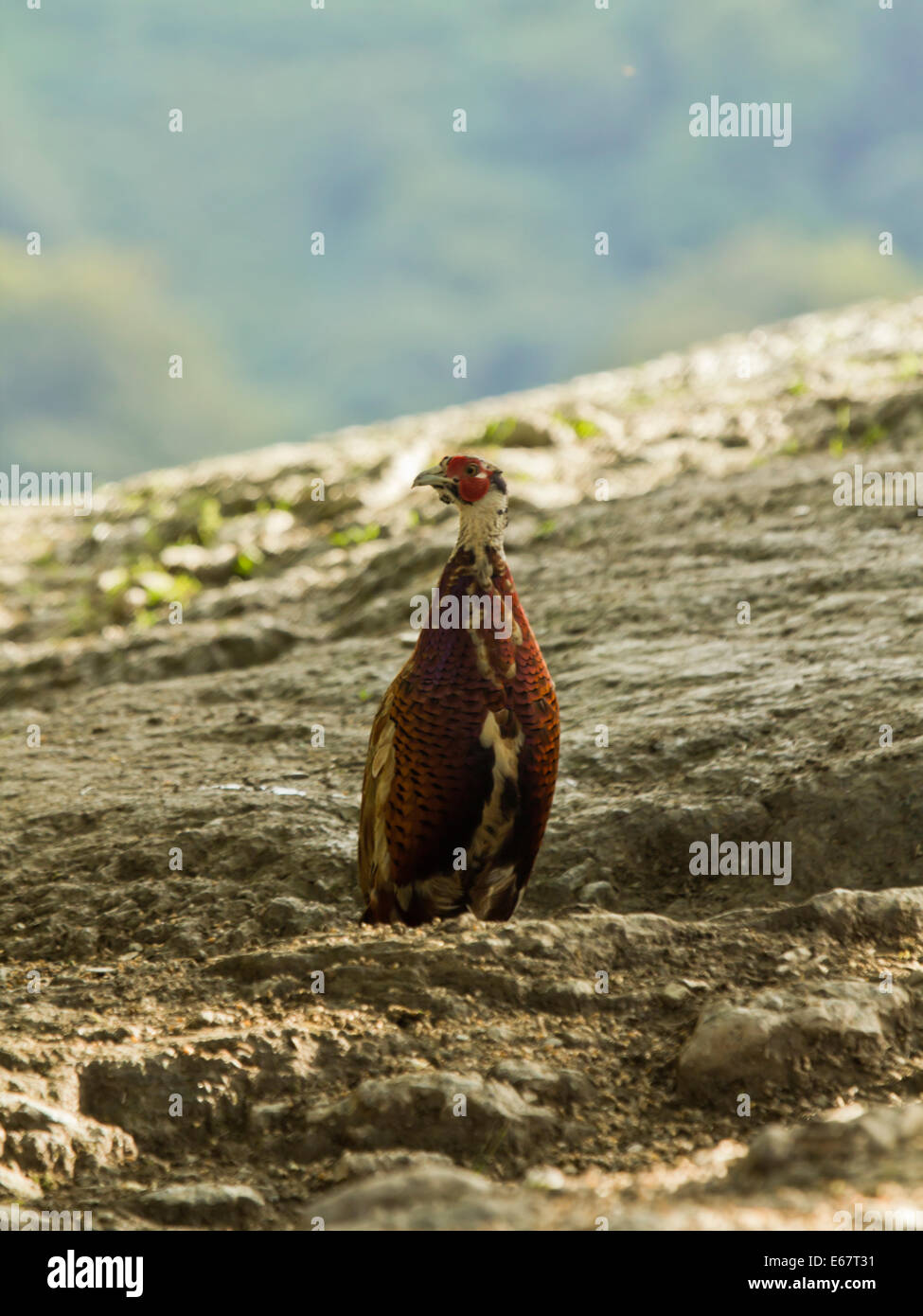 Grain shoot hi-res stock photography and images - Alamy