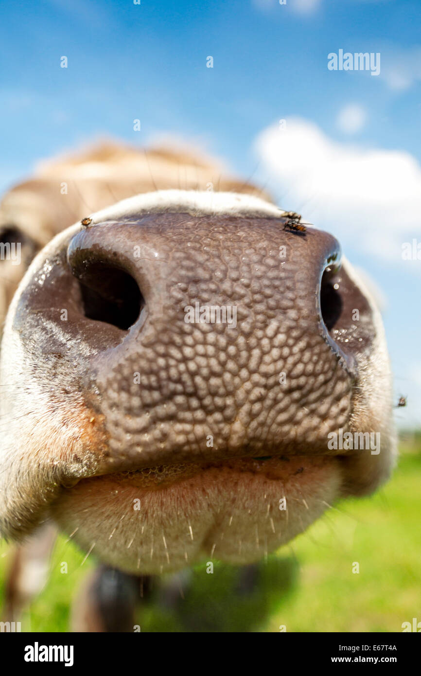 cow nose close-up in meadow fields Stock Photo - Alamy