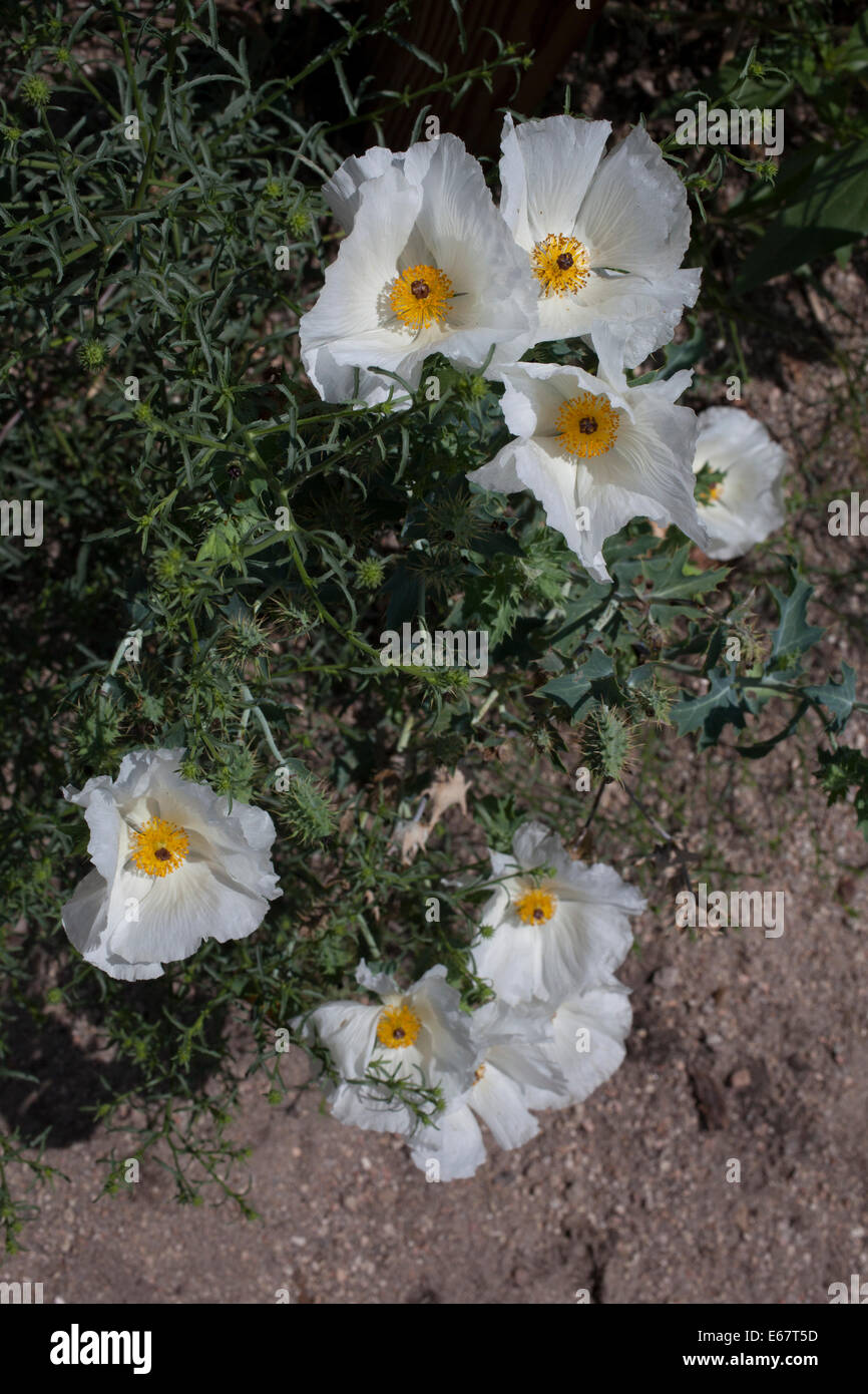 White poppies on colorado trail hi-res stock photography and images - Alamy