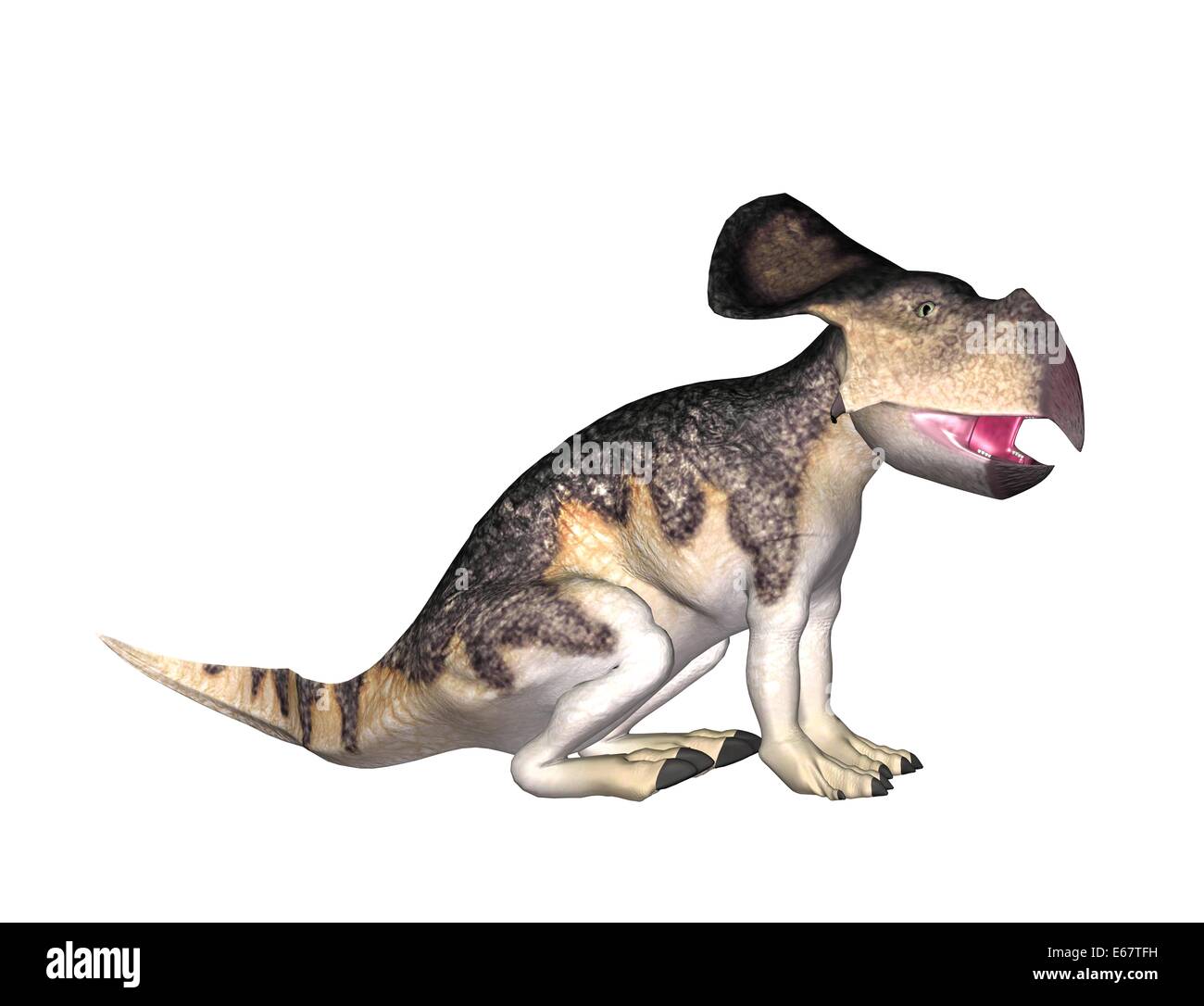 Dinosaurier Protoceratops / dinosaur Protoceratops Stock Photo - Alamy