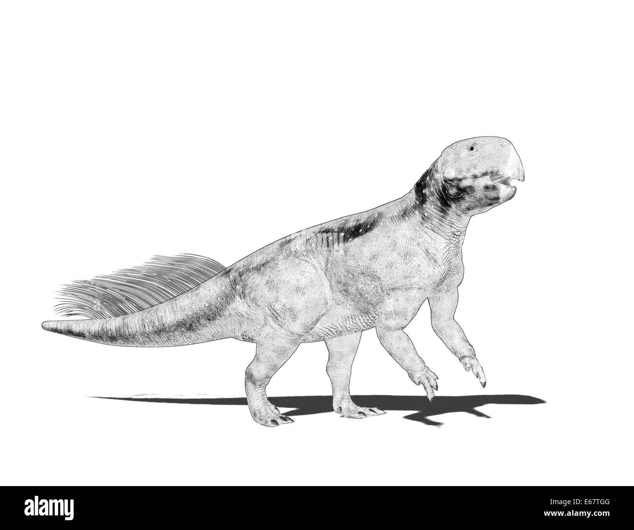 Psittacosaurus mongoliensis hi-res stock photography and images - Alamy