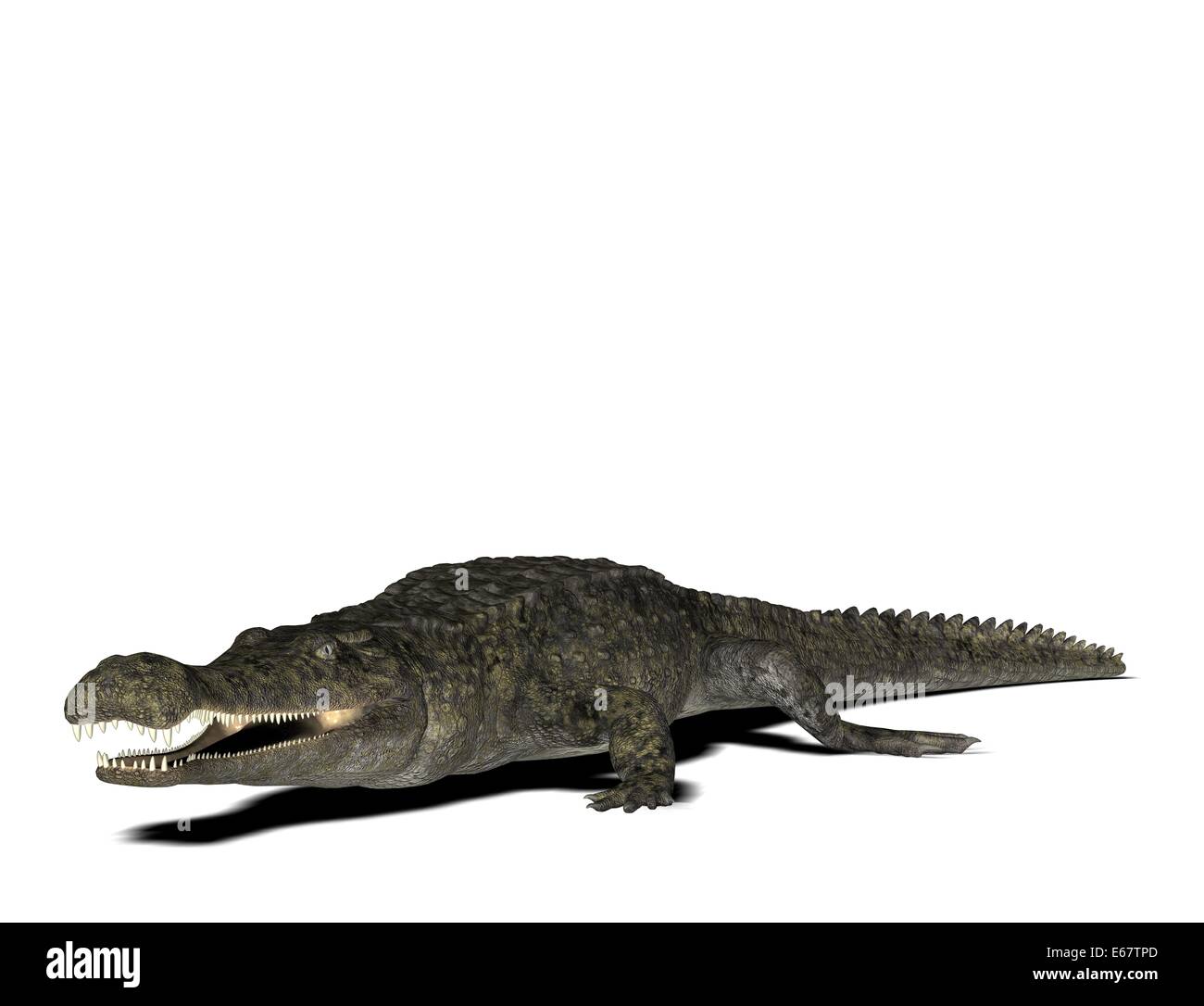 Sarcosuchus hi-res stock photography and images - Alamy