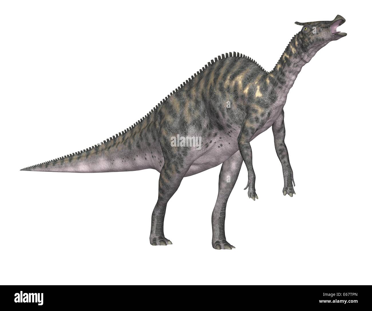 Saurolophus hi-res stock photography and images - Alamy