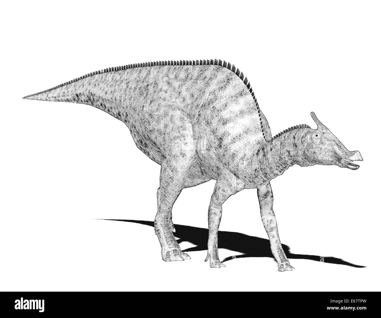 Dinosaurier Saurolophus / dinosaur Saurolophus Stock Photo - Alamy