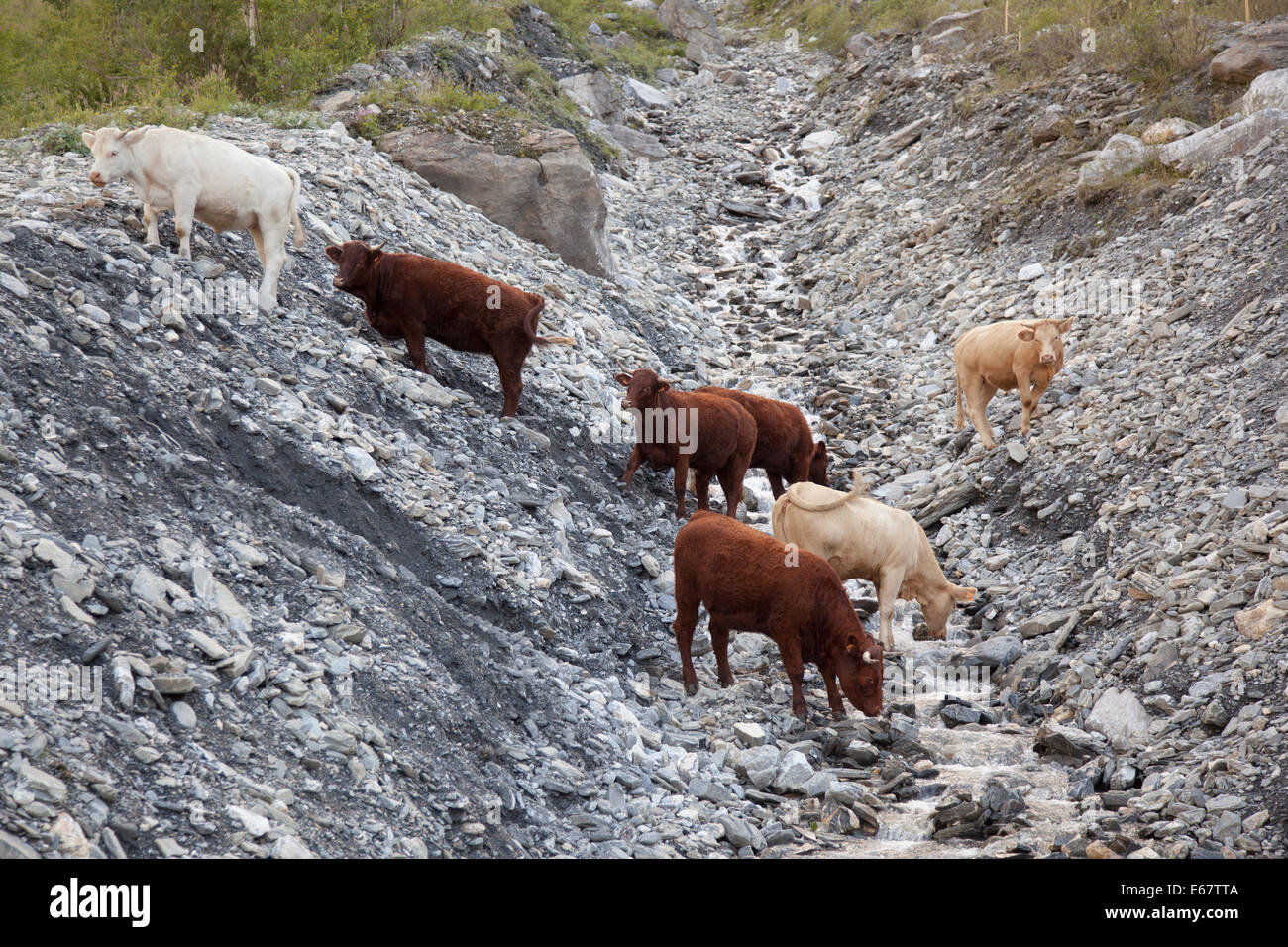 cows drinking from stream in beautiful mountain landscape of the haute ...