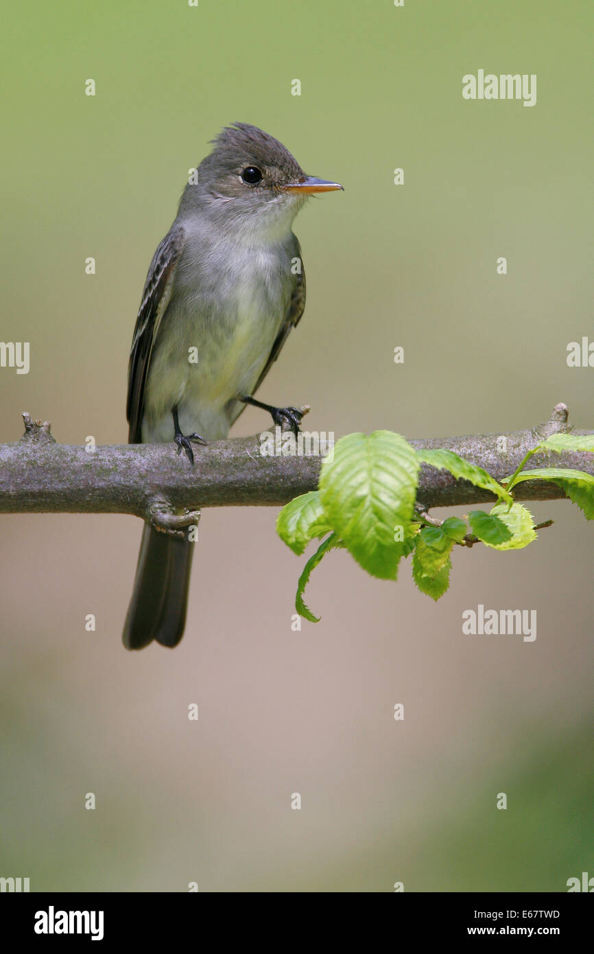 Eastern Wood-Pewee - Contopus virens Stock Photo - Alamy