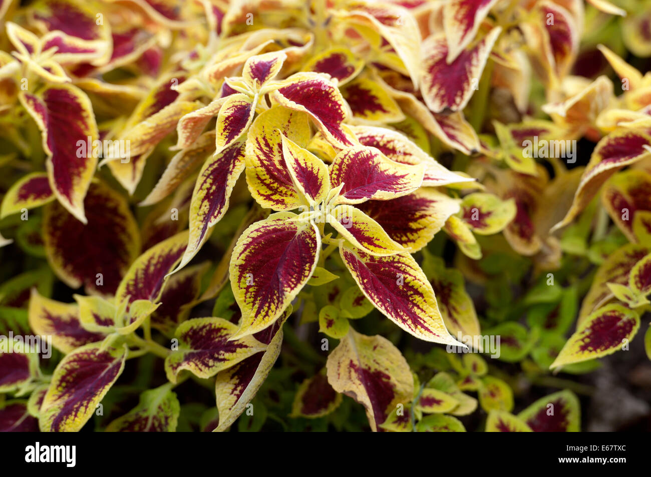 Coleus plants in summer bedding Stock Photo - Alamy