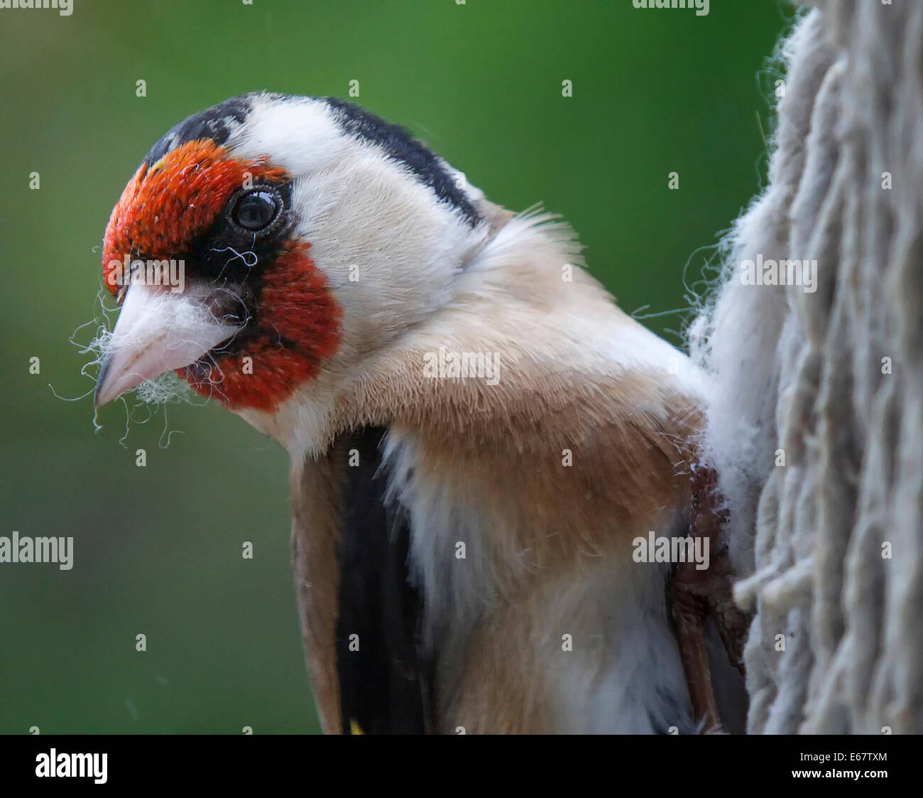 Goldfinch nest hi-res stock photography and images - Alamy