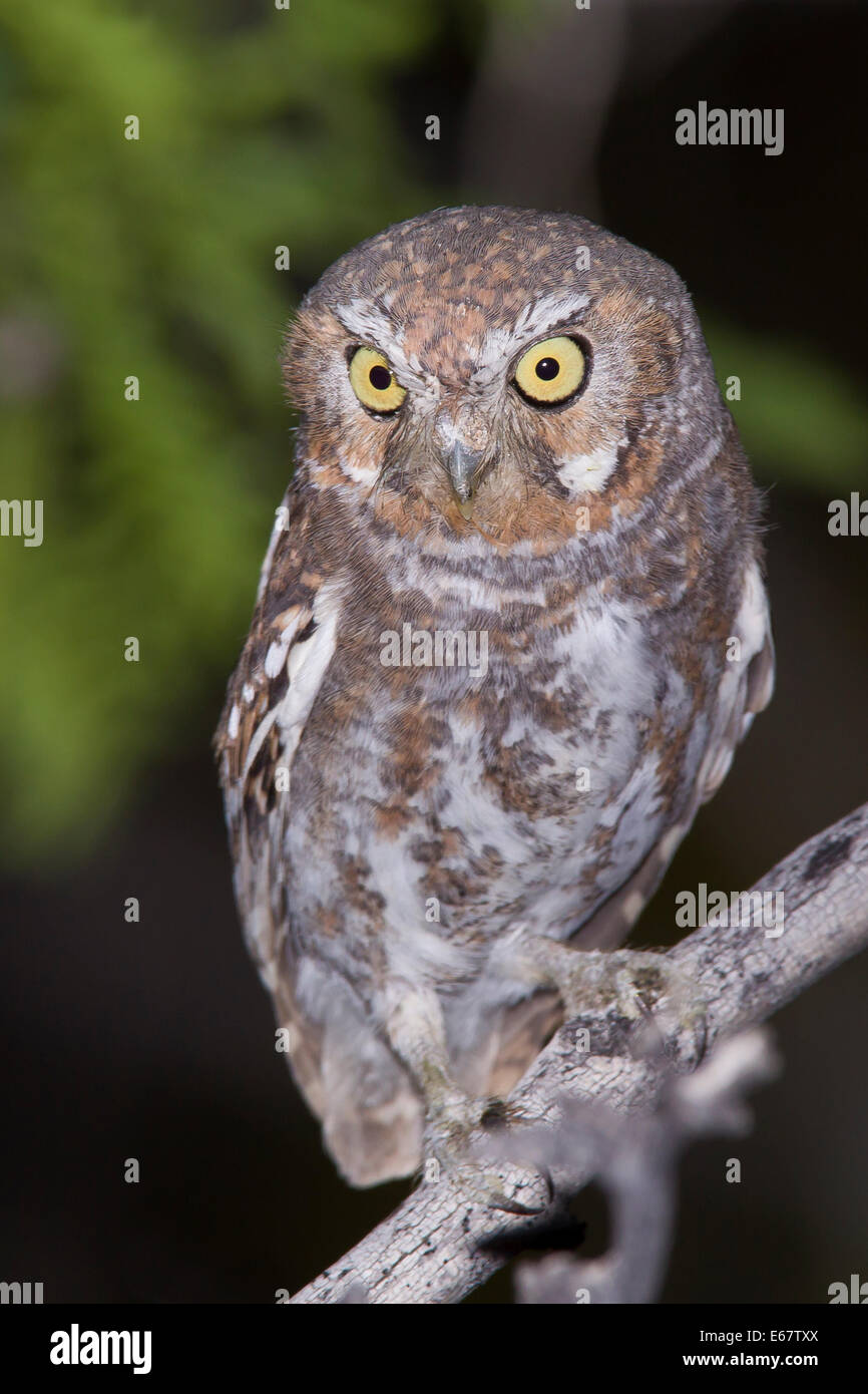 Elf owl hi-res stock photography and images - Alamy
