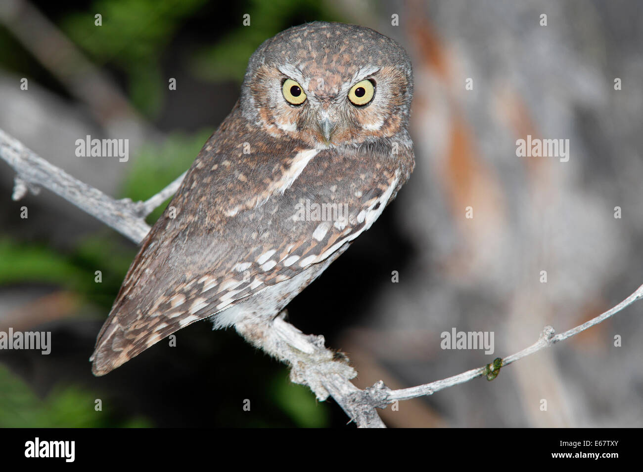 Elf owl hi-res stock photography and images - Alamy