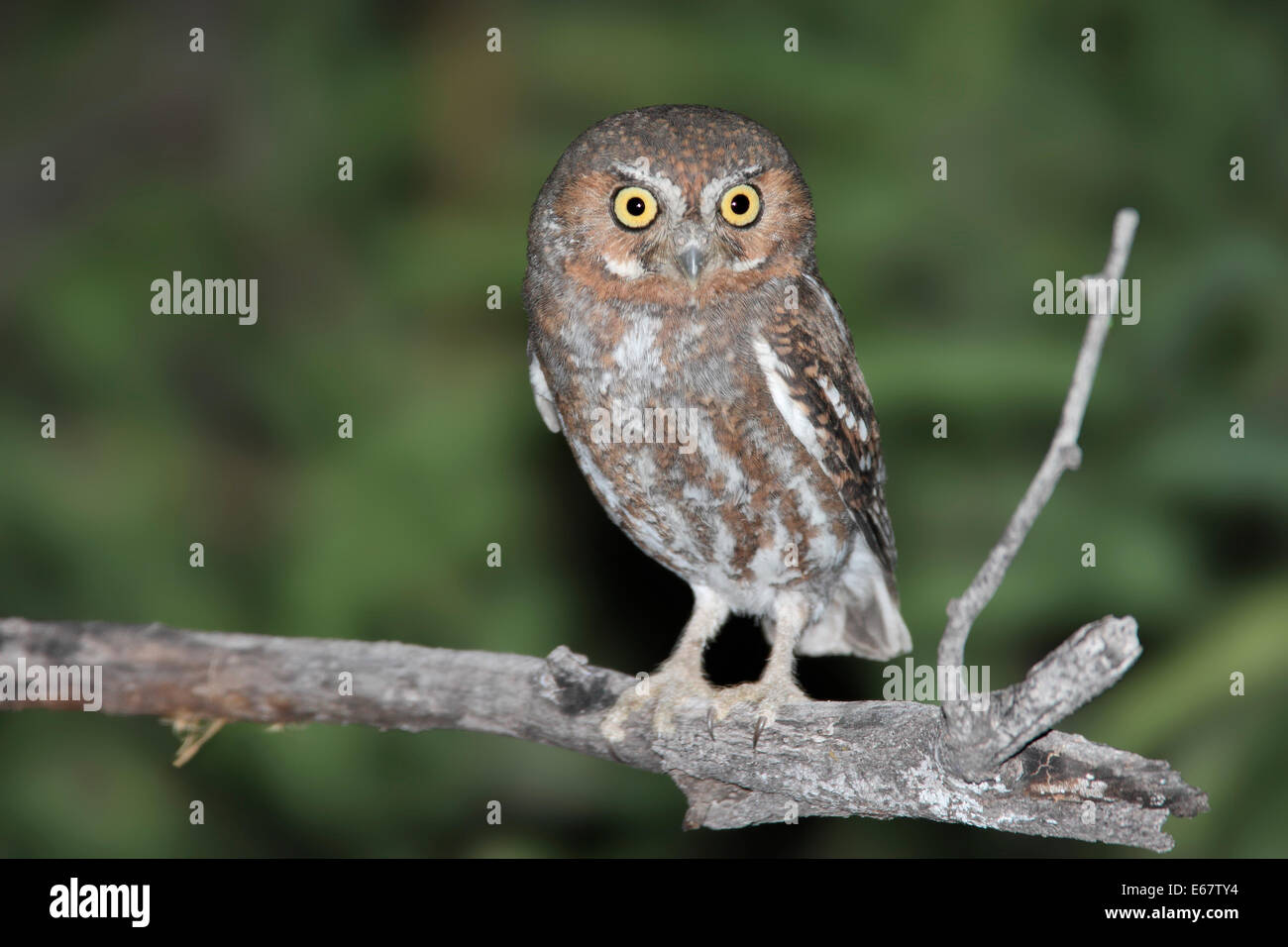 Elf owl hi-res stock photography and images - Alamy