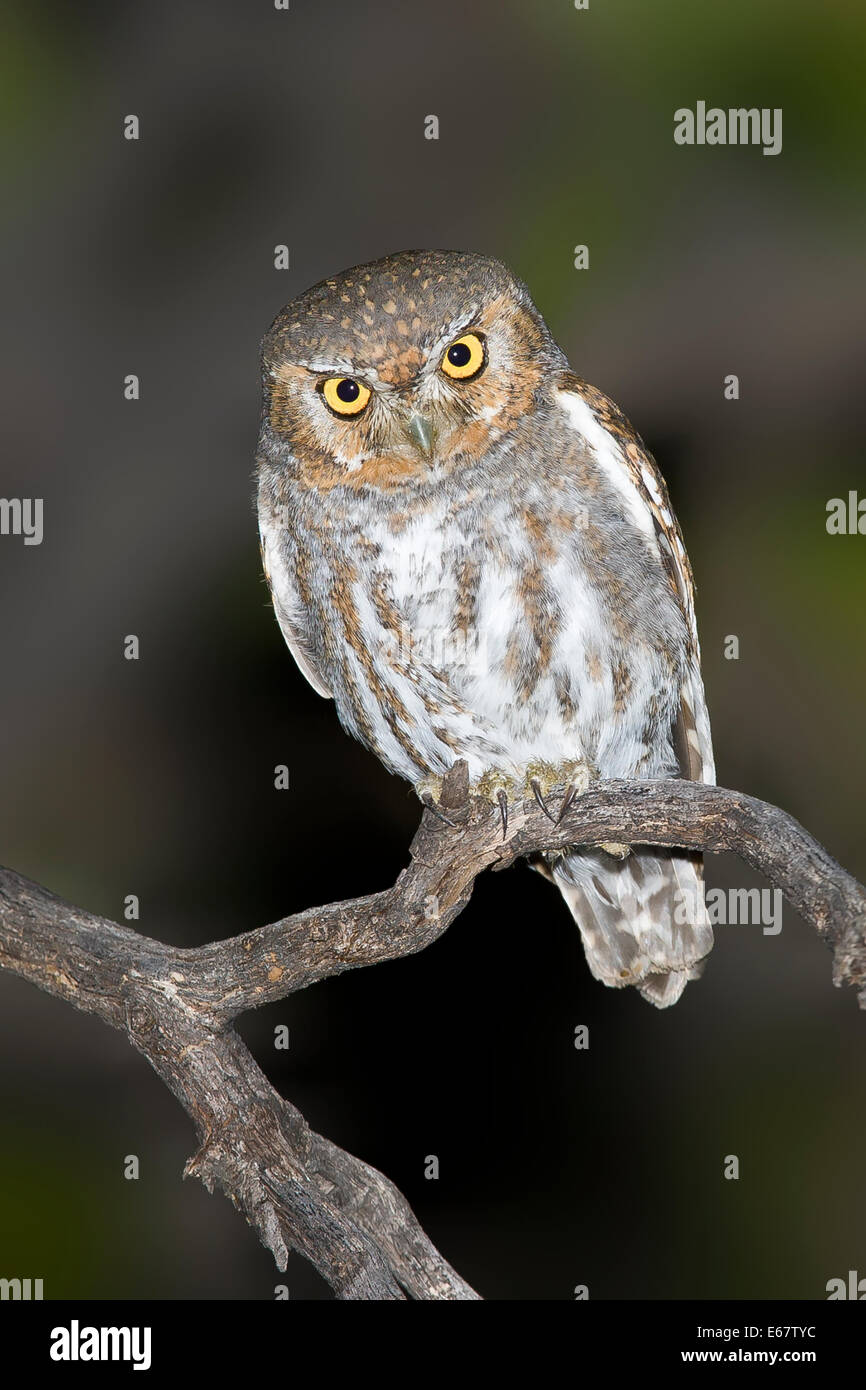 Elf Owl - Micrathene whitneyi - Adult Stock Photo - Alamy