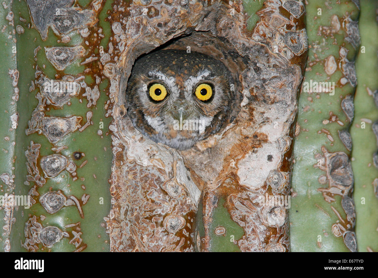 Elf Owl - Micrathene whitneyi - Adult Stock Photo - Alamy