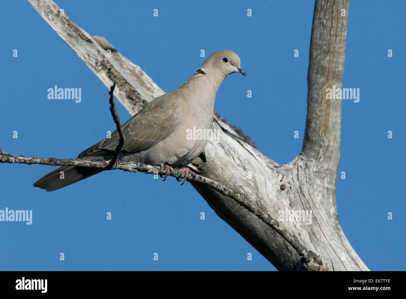 Collared-Dove - Streptopelia decaocto Stock Photo - Alamy