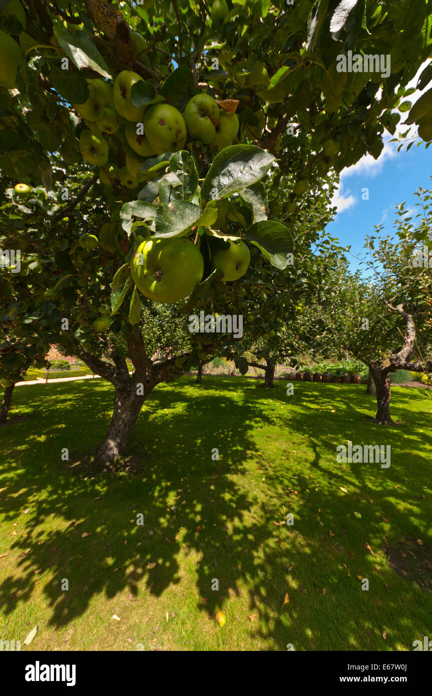 Apples in tree hi-res stock photography and images - Alamy