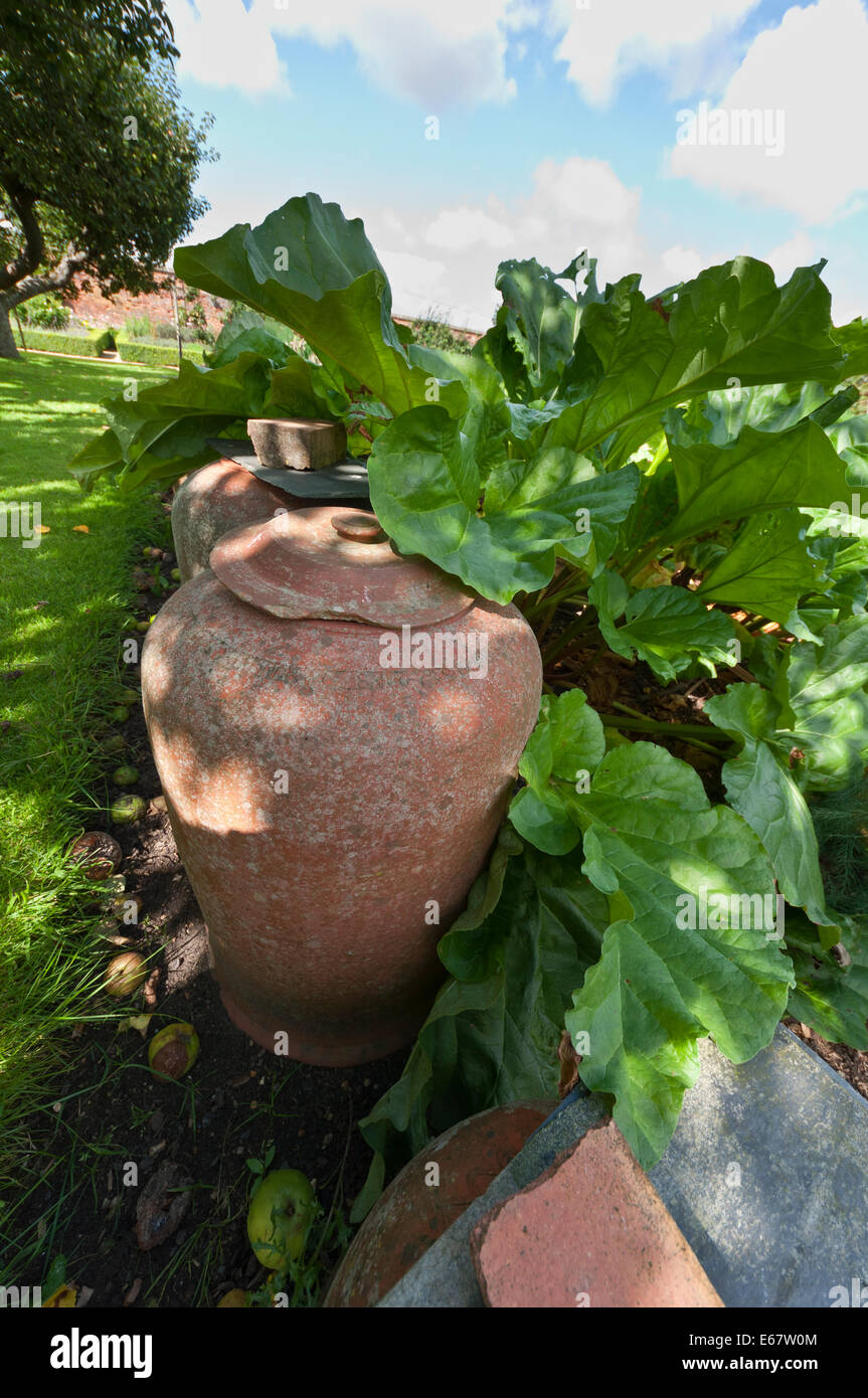 forcing rhubarb Terracotta bell jars cloches Stock Photo - Alamy