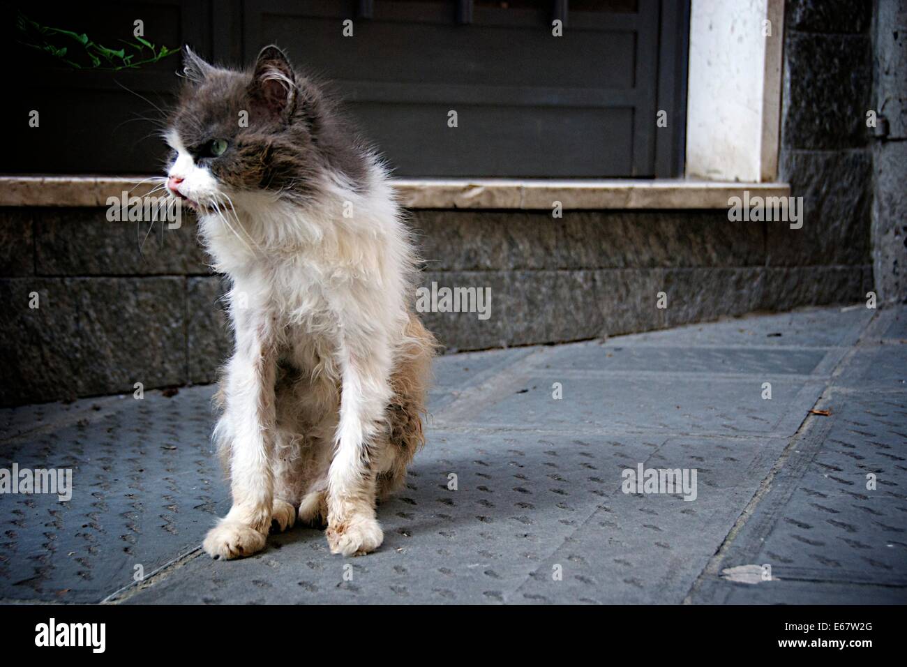 Manky cat hi-res stock photography and images - Alamy