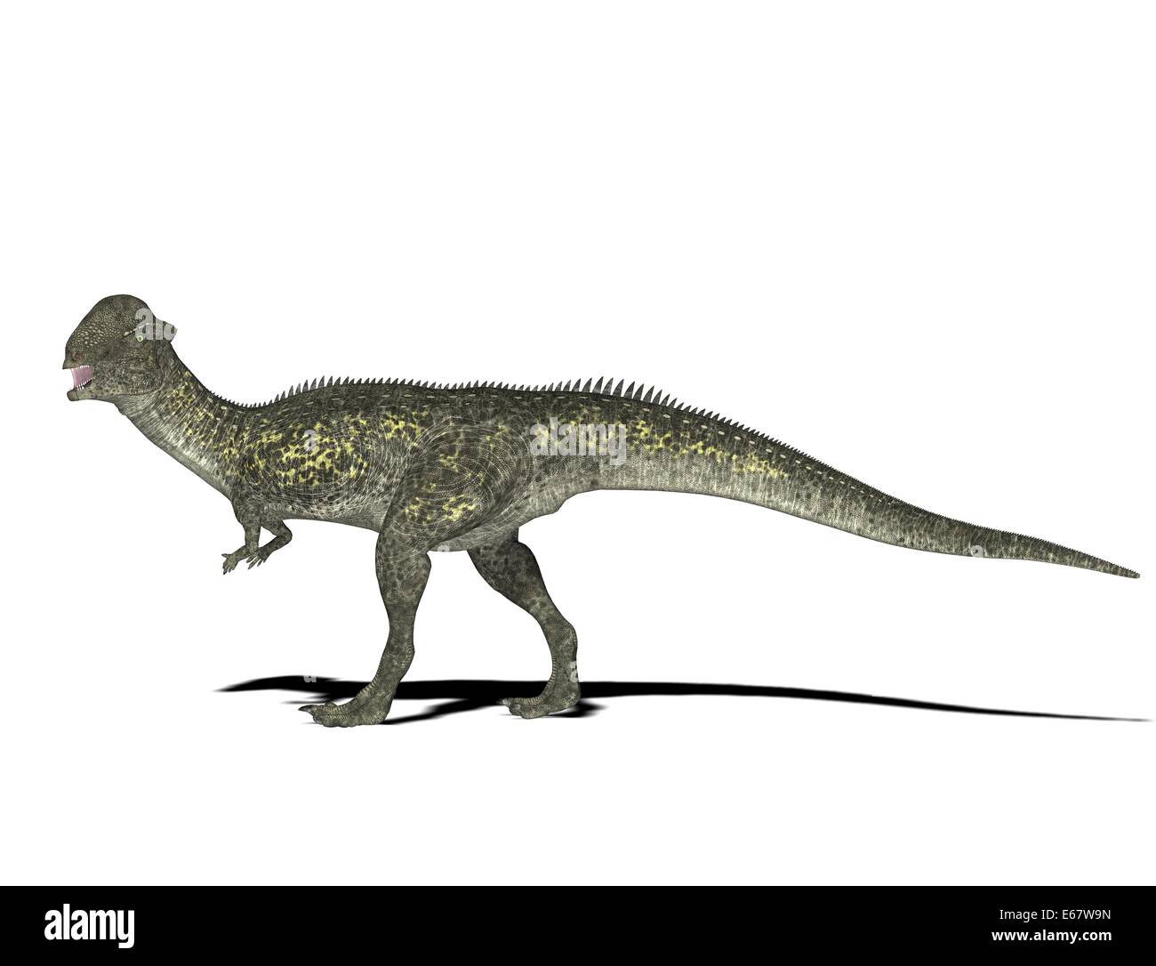 Dinosaurier Stegoceras validum / dinosaur Stegoceras validum Stock ...