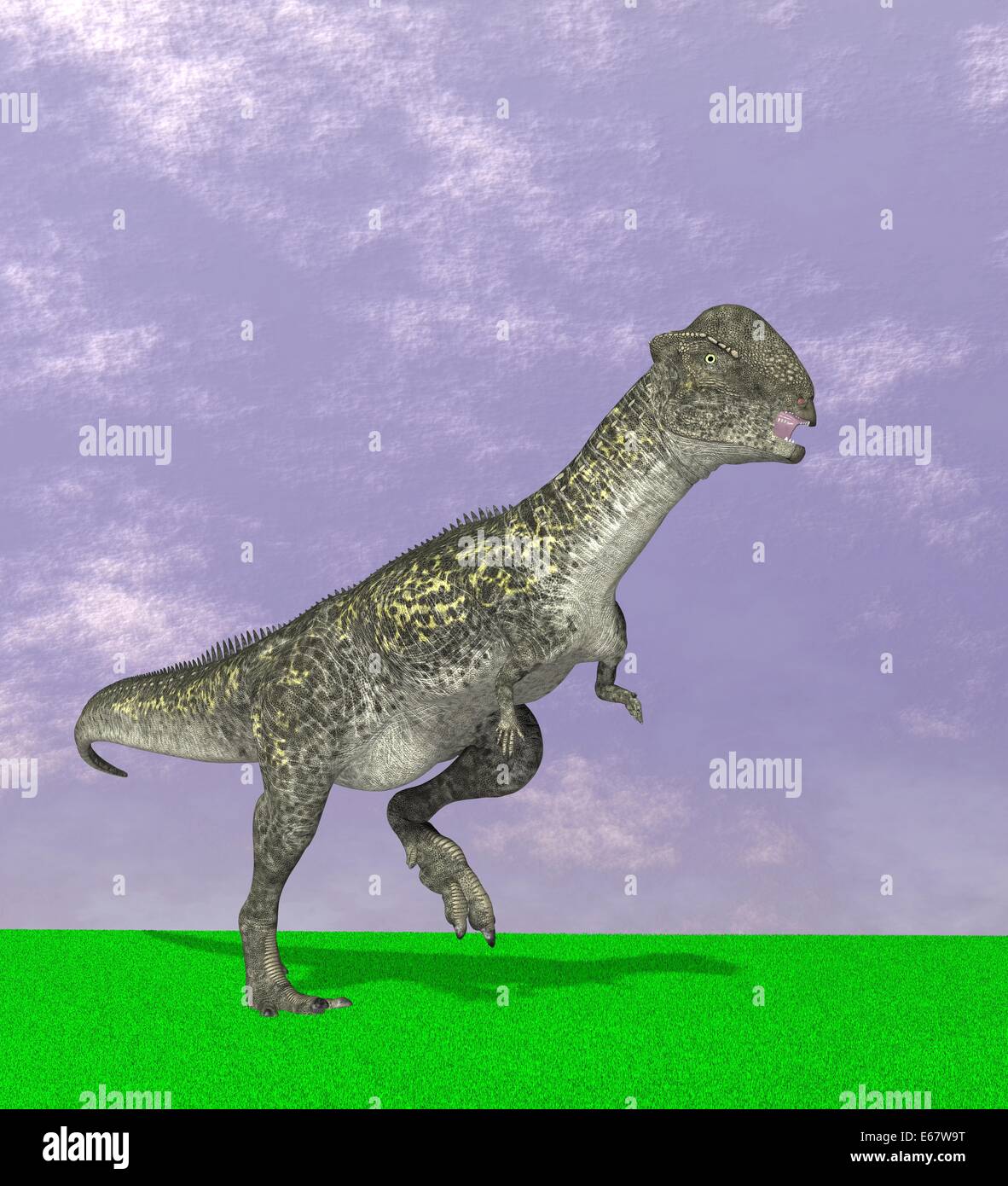 Dinosaurier Stegoceras validum / dinosaur Stegoceras validum Stock ...