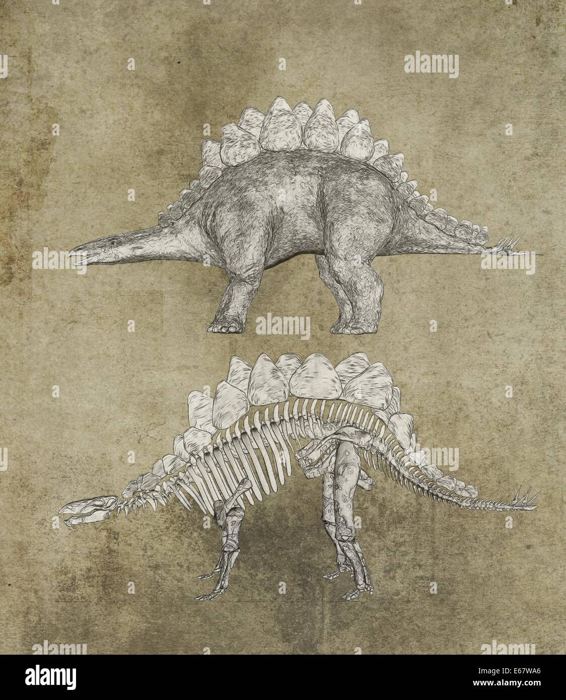 Stegosaurus anatomy hi-res stock photography and images - Alamy