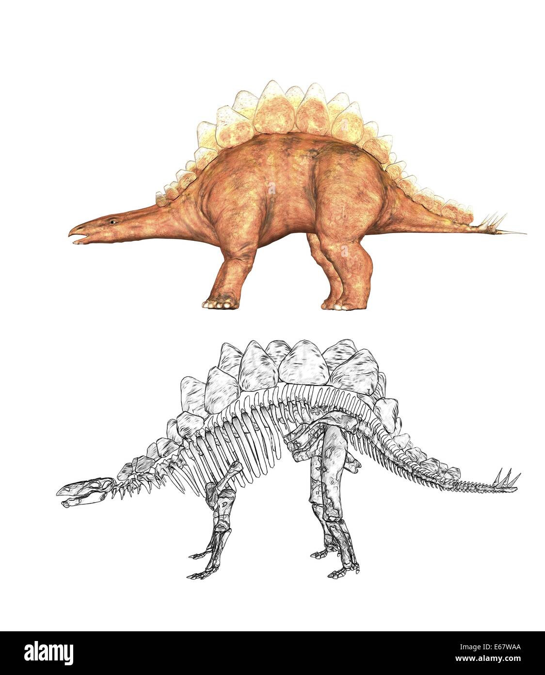 Anatomy of stegosaurus hi-res stock photography and images - Alamy