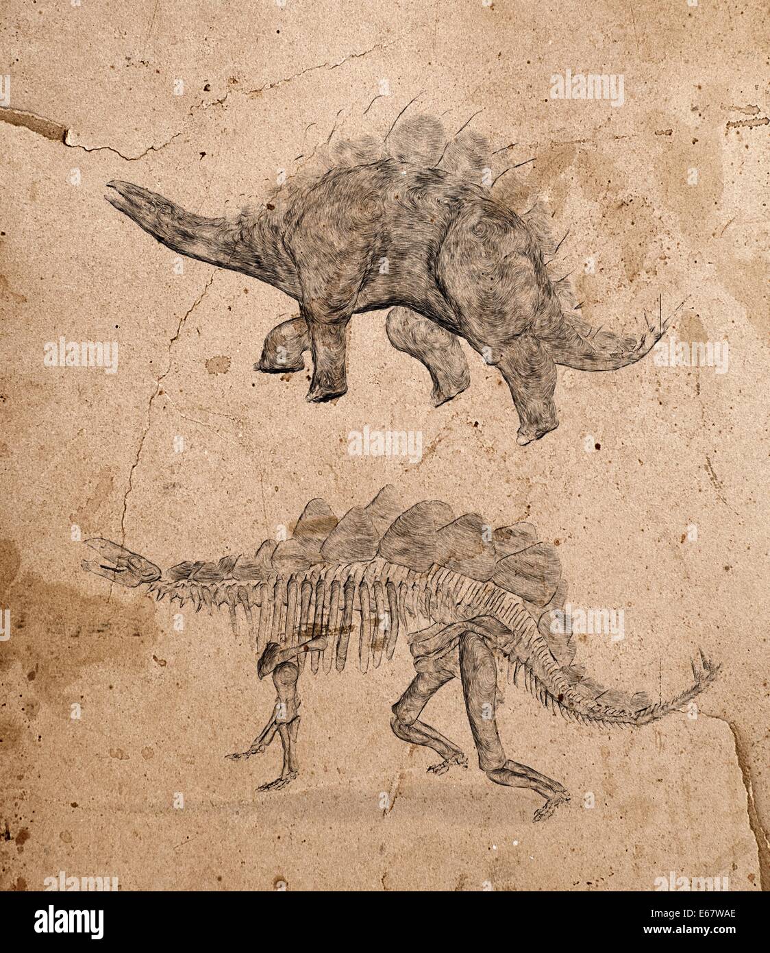 Stegosaurus hi-res stock photography and images - Alamy