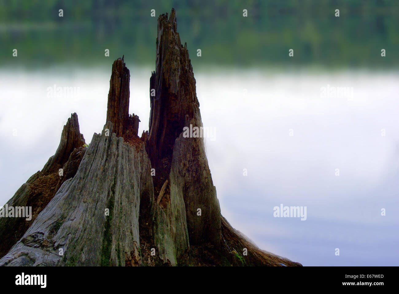 Tree stump lake hi-res stock photography and images - Alamy
