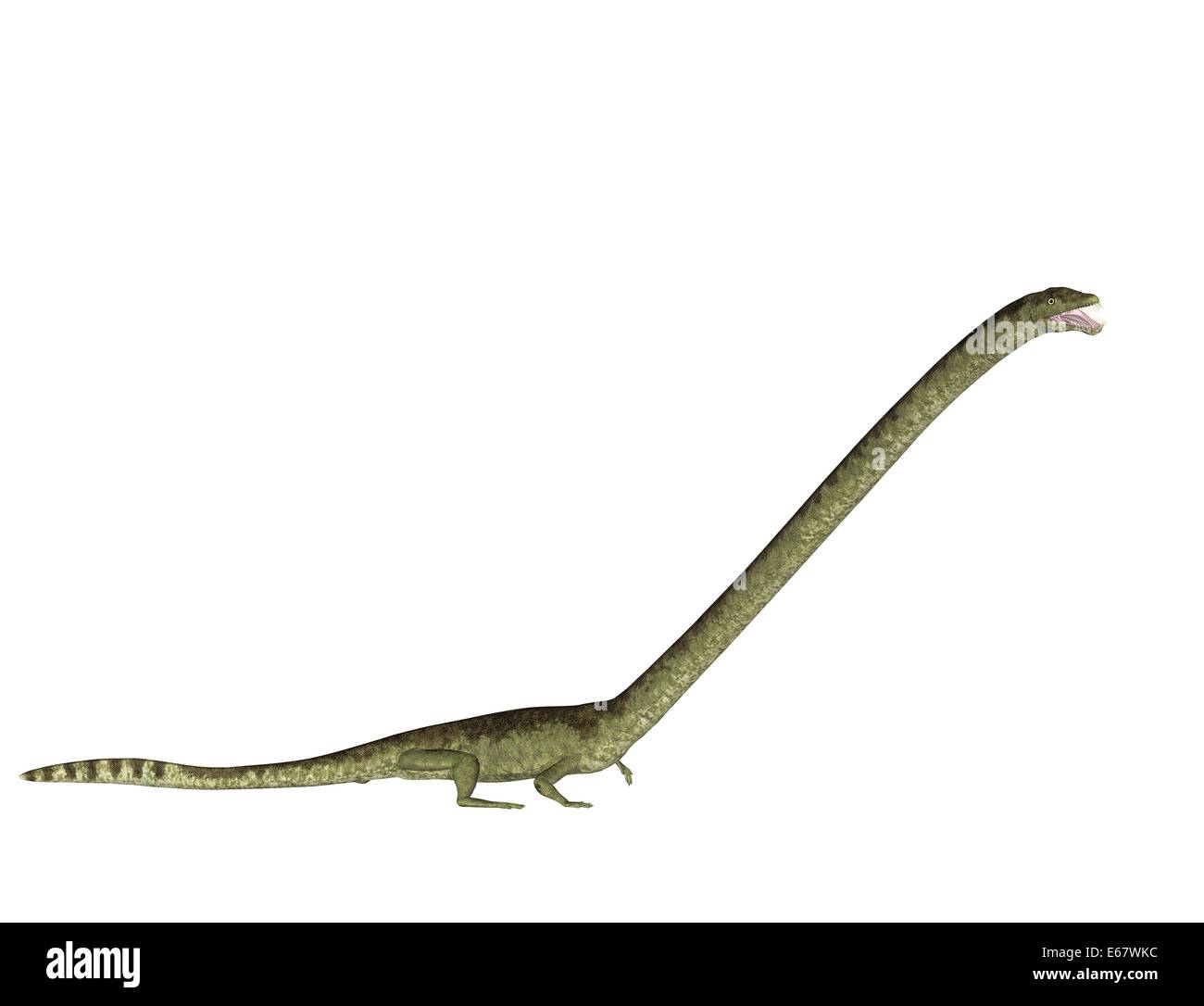 Tanystropheus hi-res stock photography and images - Alamy
