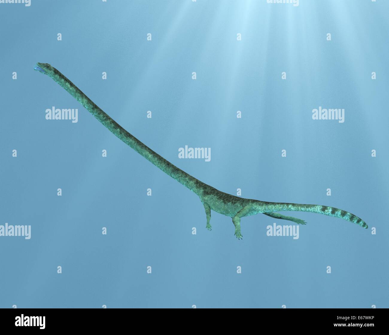 Tanystropheus hi-res stock photography and images - Alamy