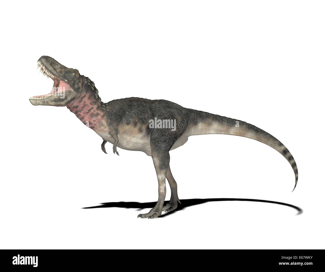 Dinosaurier Tarbosaurus bataar / dinosaur tarbosaurus bataar Stock ...