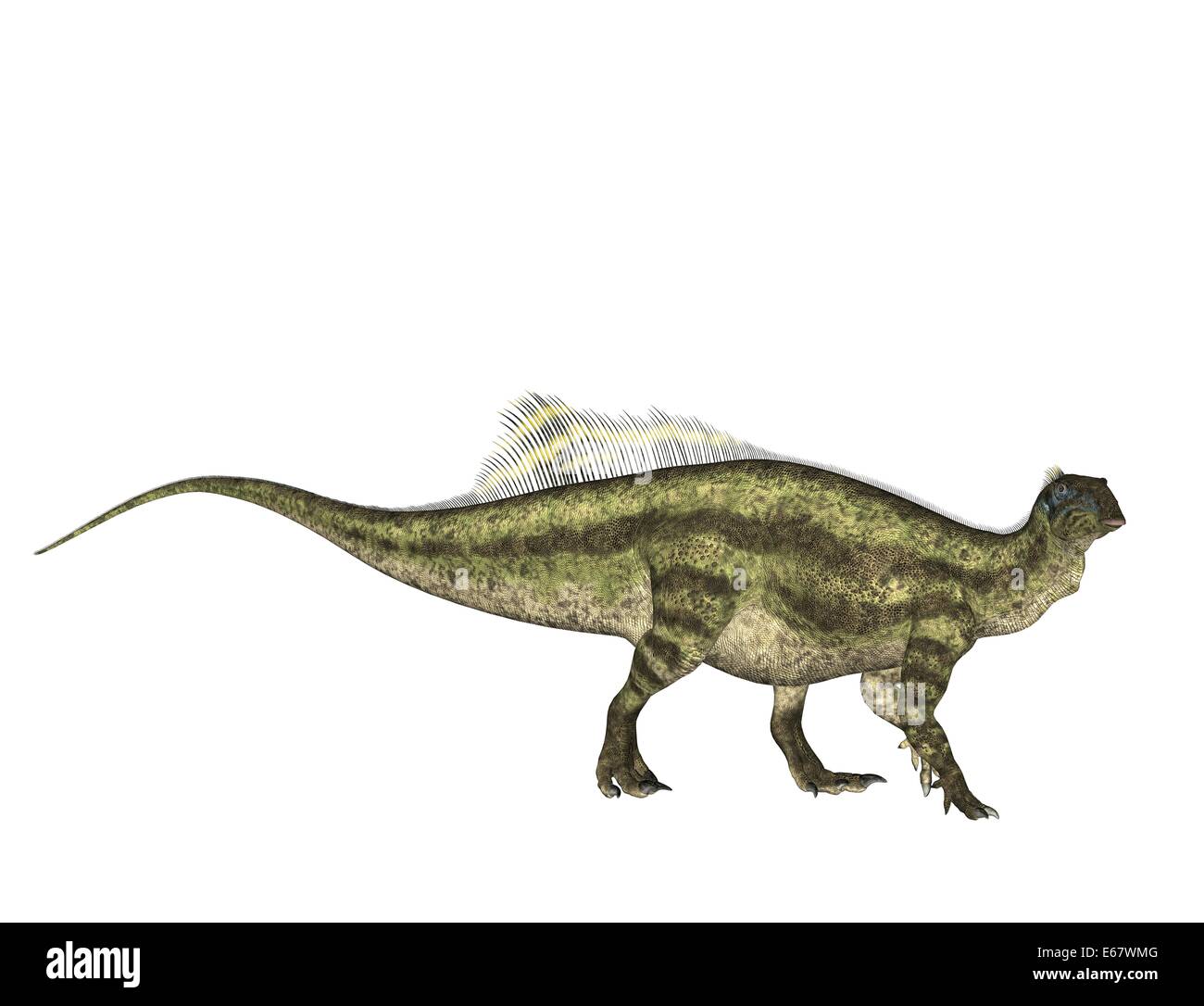 Tenontosaurus hi-res stock photography and images - Alamy