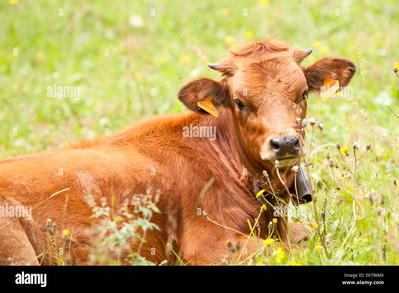 Portrait brown cattle dairy hi-res stock photography and images - Alamy