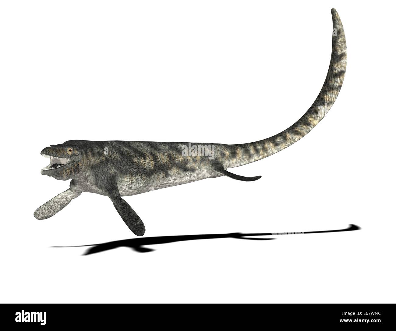 Dinosaurier Tylosaurus progier / dinosaur Tylosaurus proriger Stock ...