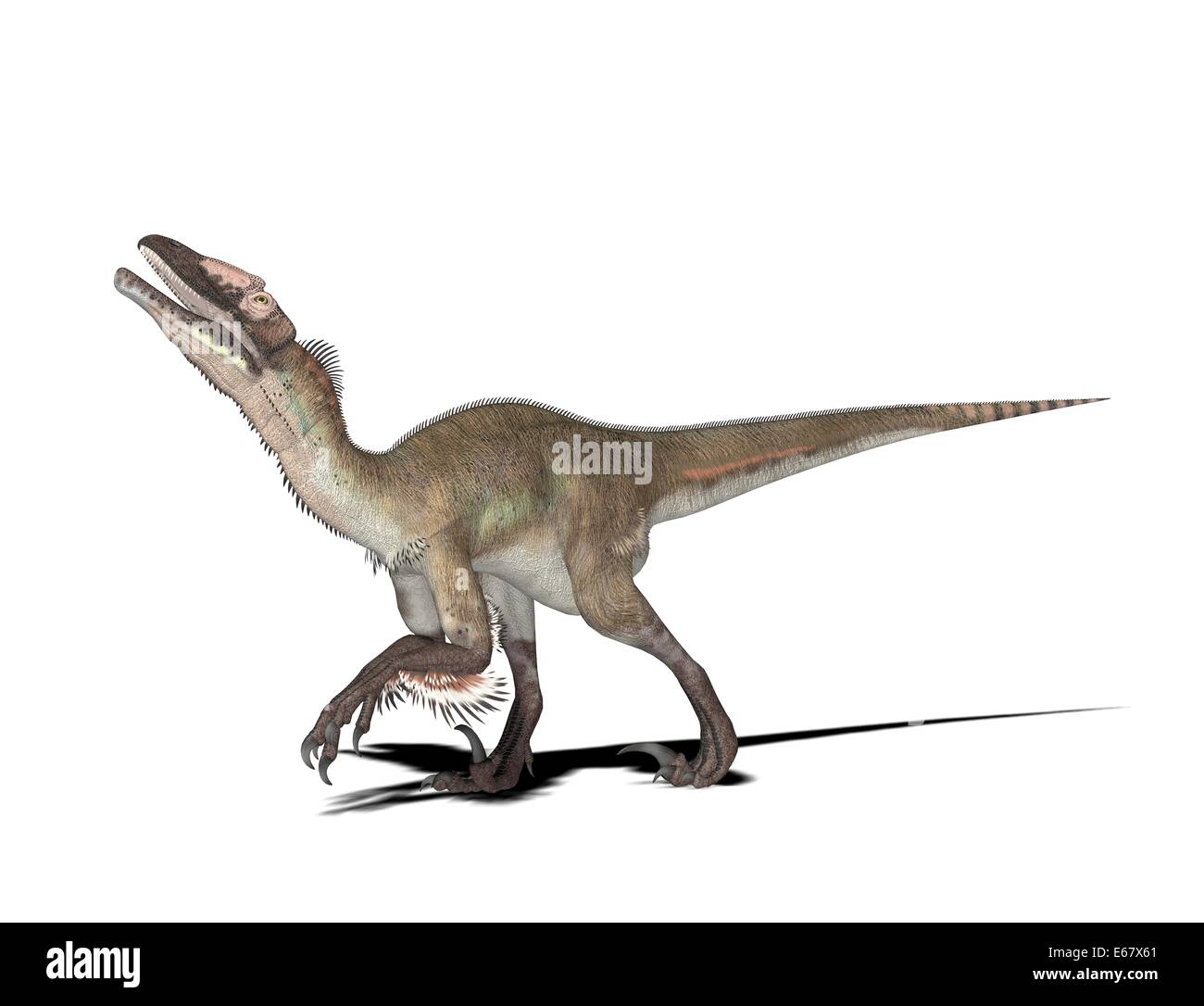 Dinosaurier Utahraptor / dinosaur Utahraptor Stock Photo - Alamy