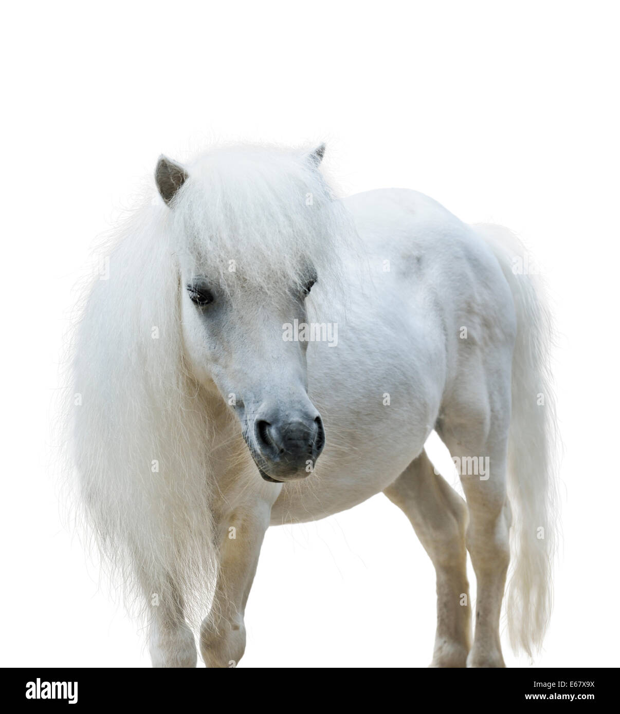 White Pony Isolated On White Background Stock Photo - Alamy