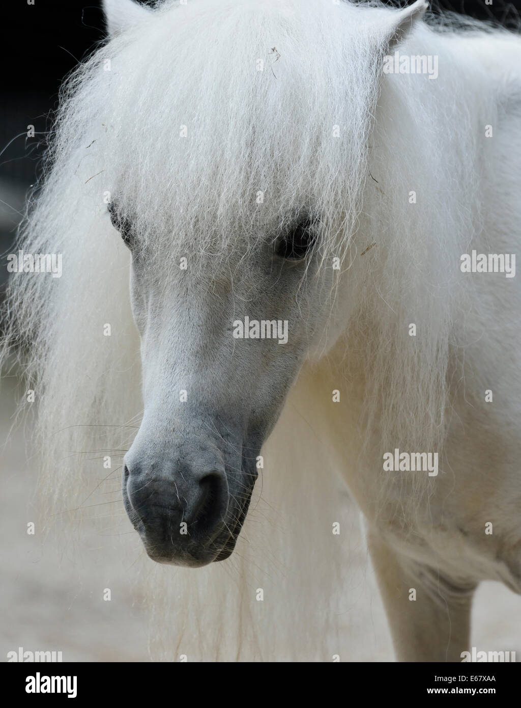 Pony fur up close hi-res stock photography and images - Alamy