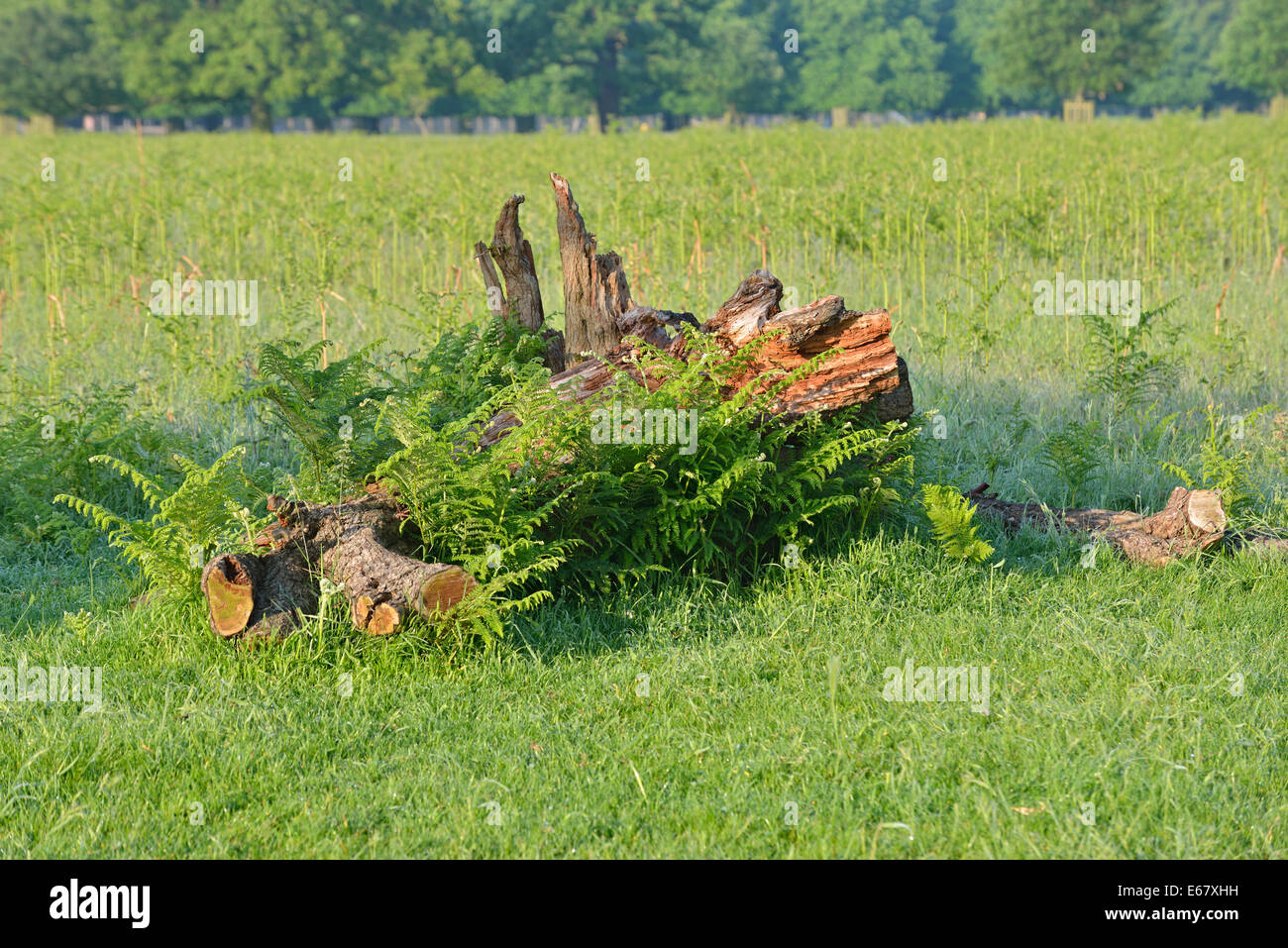 Bracken growing around a fallen tree trunk, Bushy Park, London, UK ...