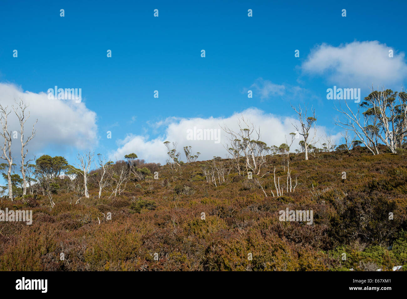 Tasmania australia fagus hi-res stock photography and images - Alamy