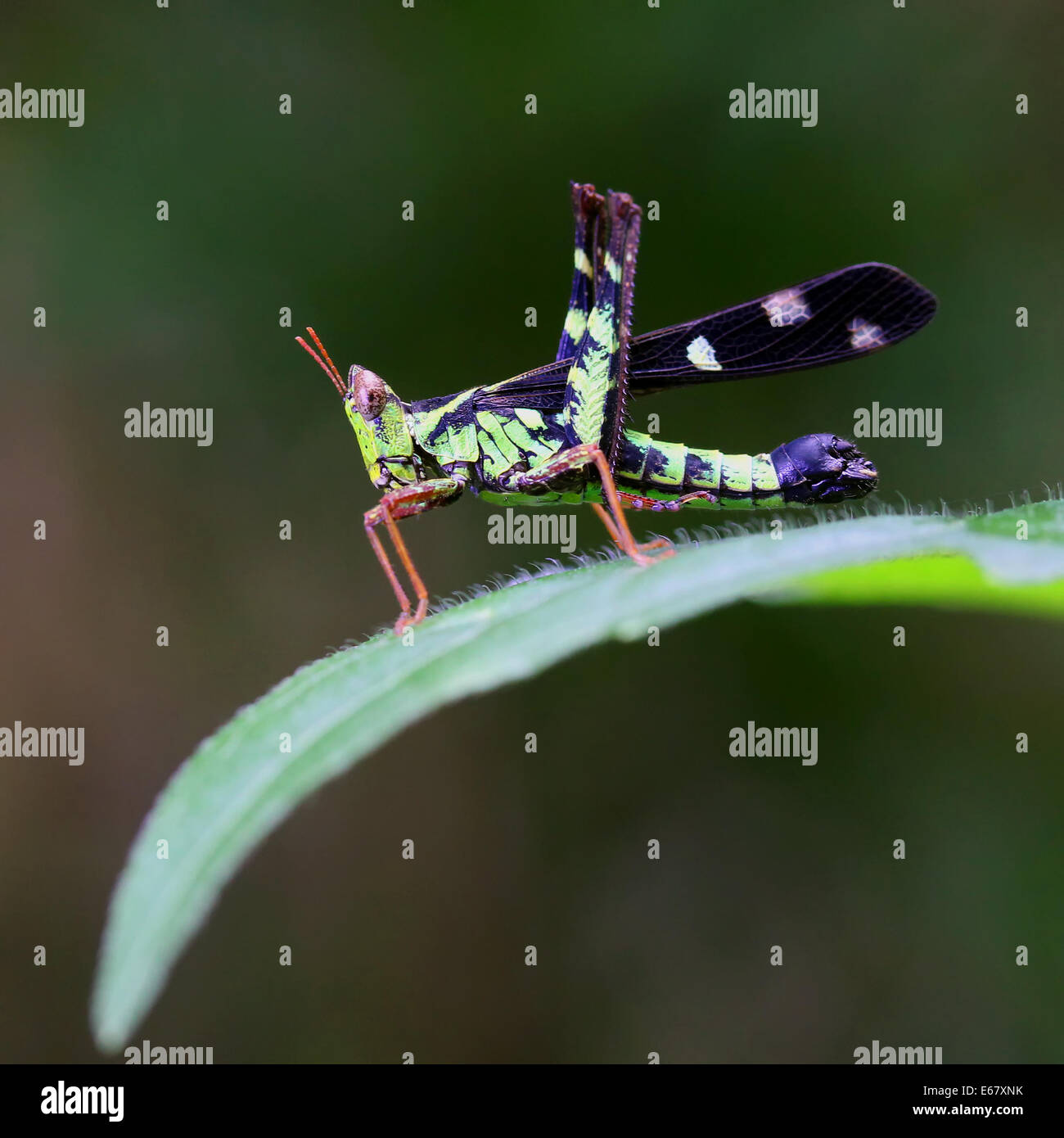 Flying grasshopper hi-res stock photography and images - Alamy
