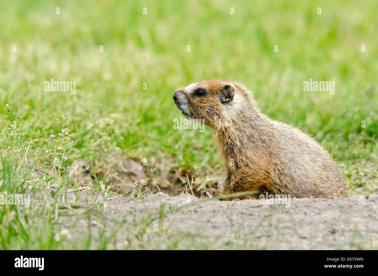Young Yellow-bellied marmot at its burrow Stock Photo - Alamy