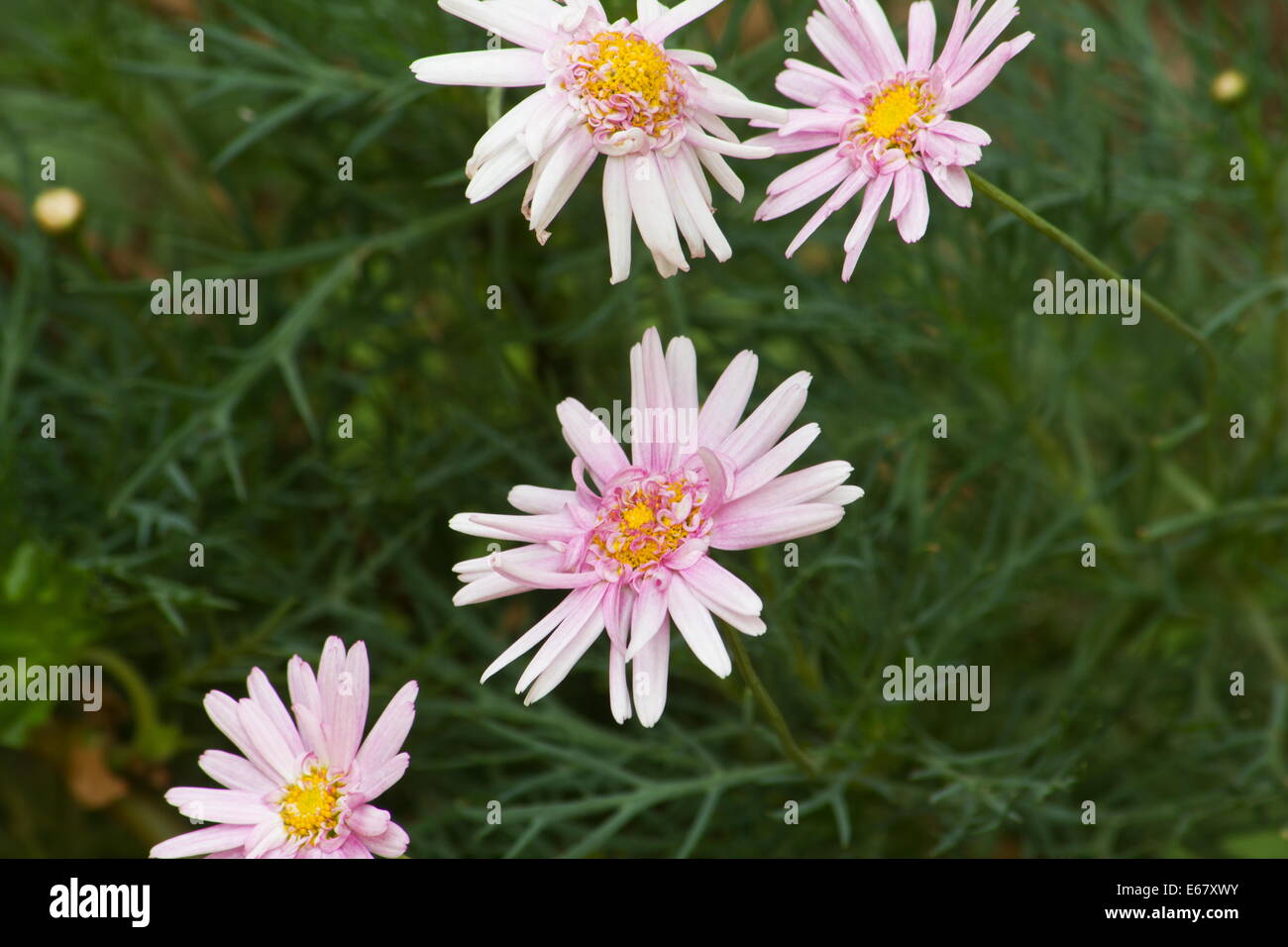 Cut-leaf Daisy (Brachycome multifida) plant and flowers Stock Photo - Alamy