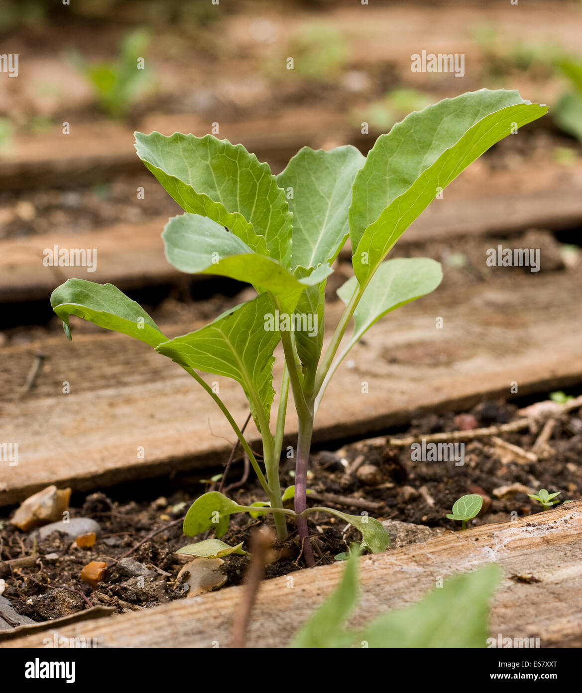 Seedling nutrition hi-res stock photography and images - Alamy