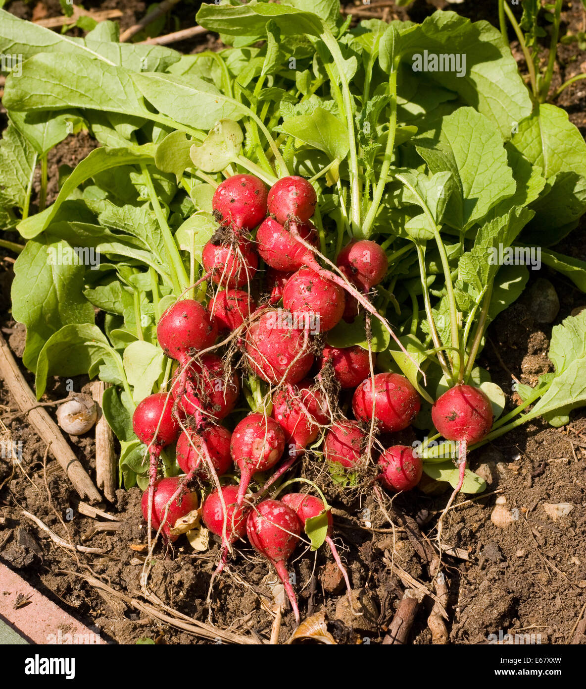 Agricultu hi-res stock photography and images - Alamy