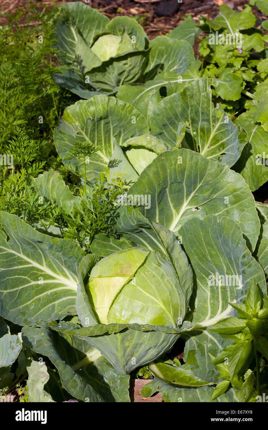 Green cabbage farm product hi-res stock photography and images - Alamy