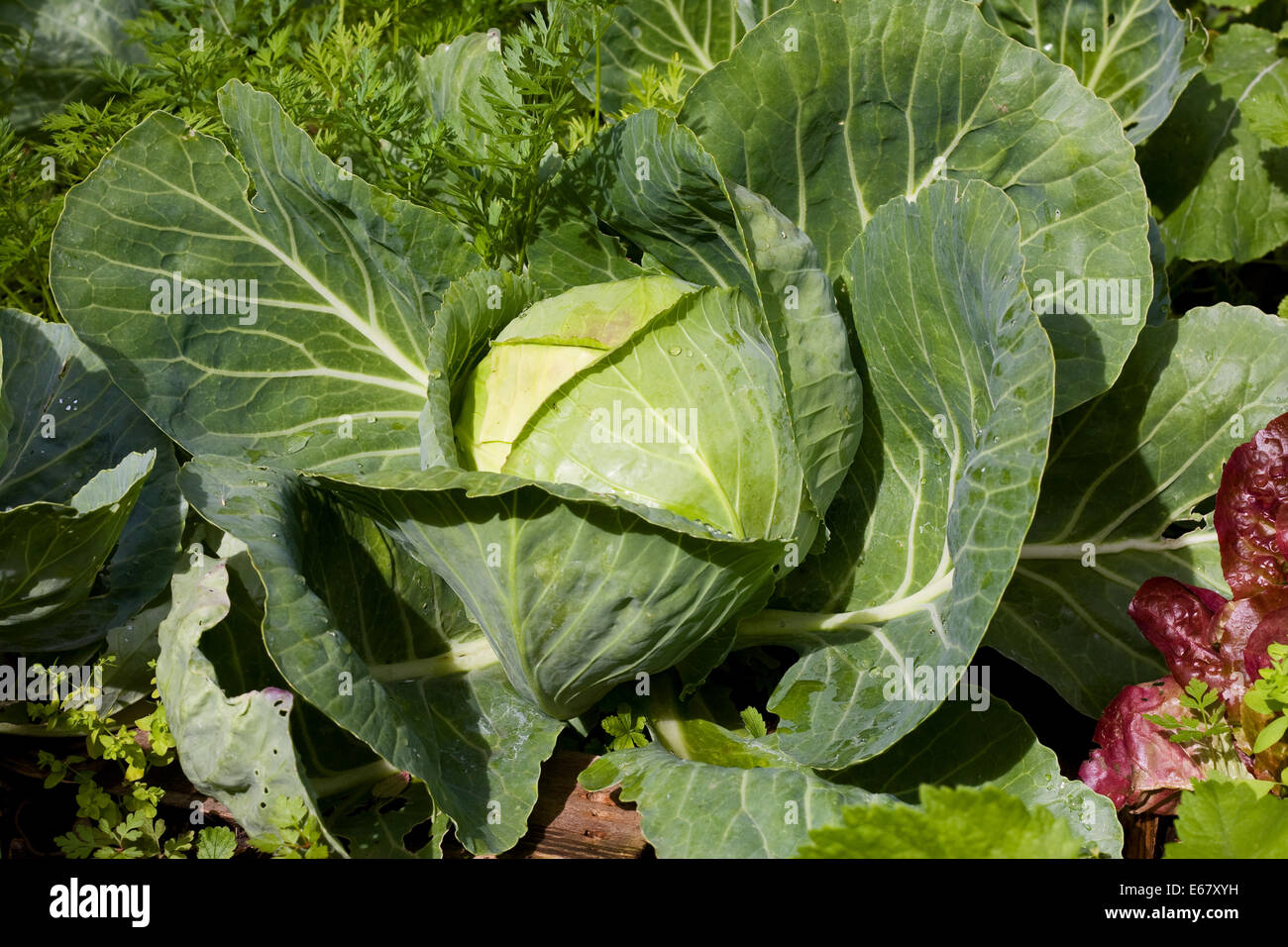 Cabbage garden hi-res stock photography and images - Alamy
