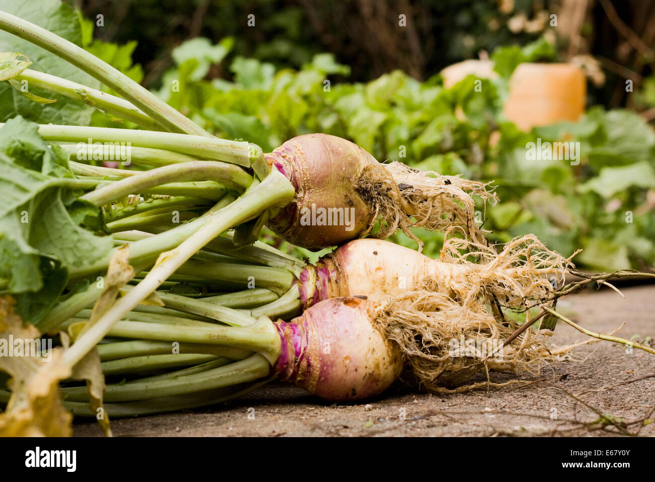 Swede hi-res stock photography and images - Alamy