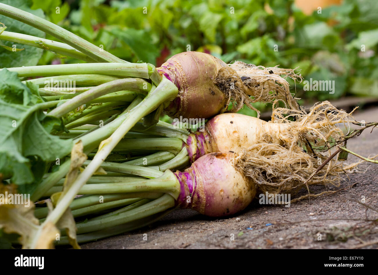 Swede vegetable hi-res stock photography and images - Alamy