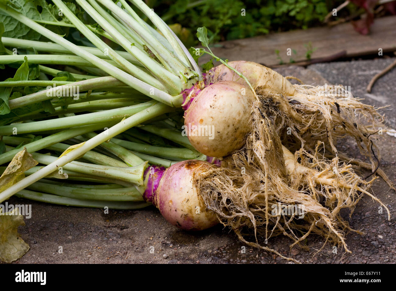 Swede hi-res stock photography and images - Alamy